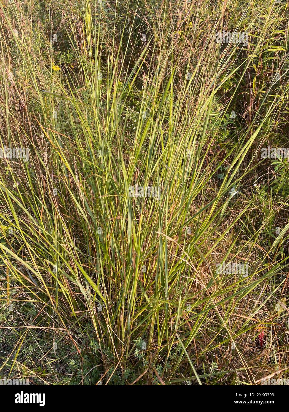 switchgrass (Panicum virgatum Stock Photo - Alamy