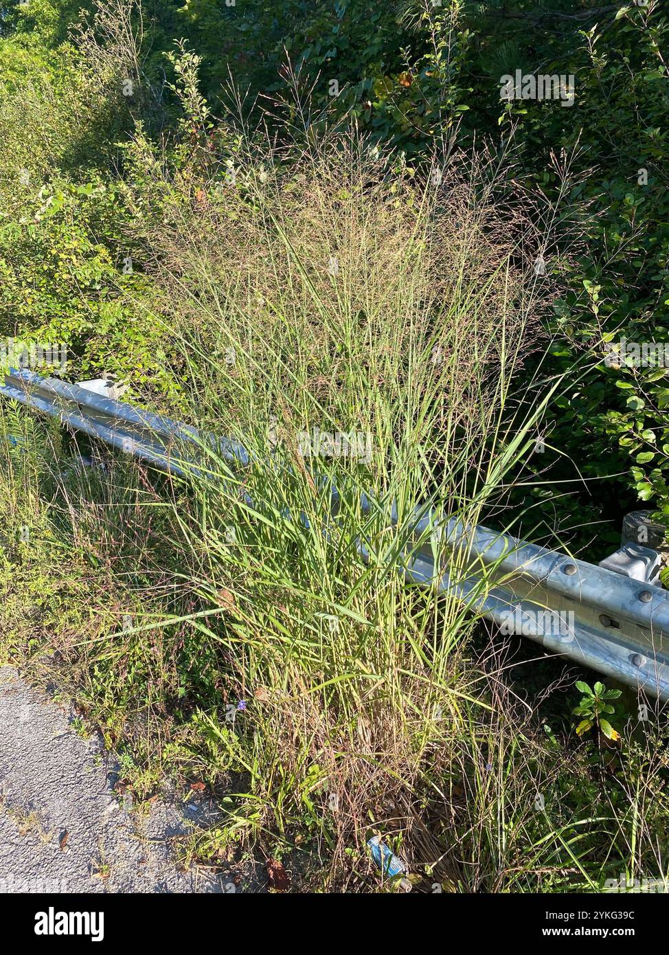 switchgrass (Panicum virgatum Stock Photo - Alamy