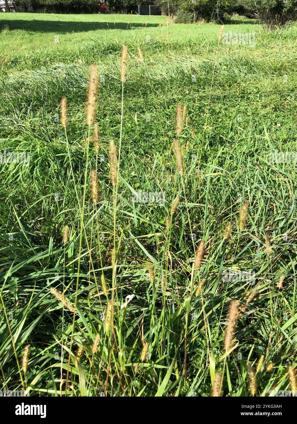 foxtails and bristlegrasses (Setaria Stock Photo - Alamy
