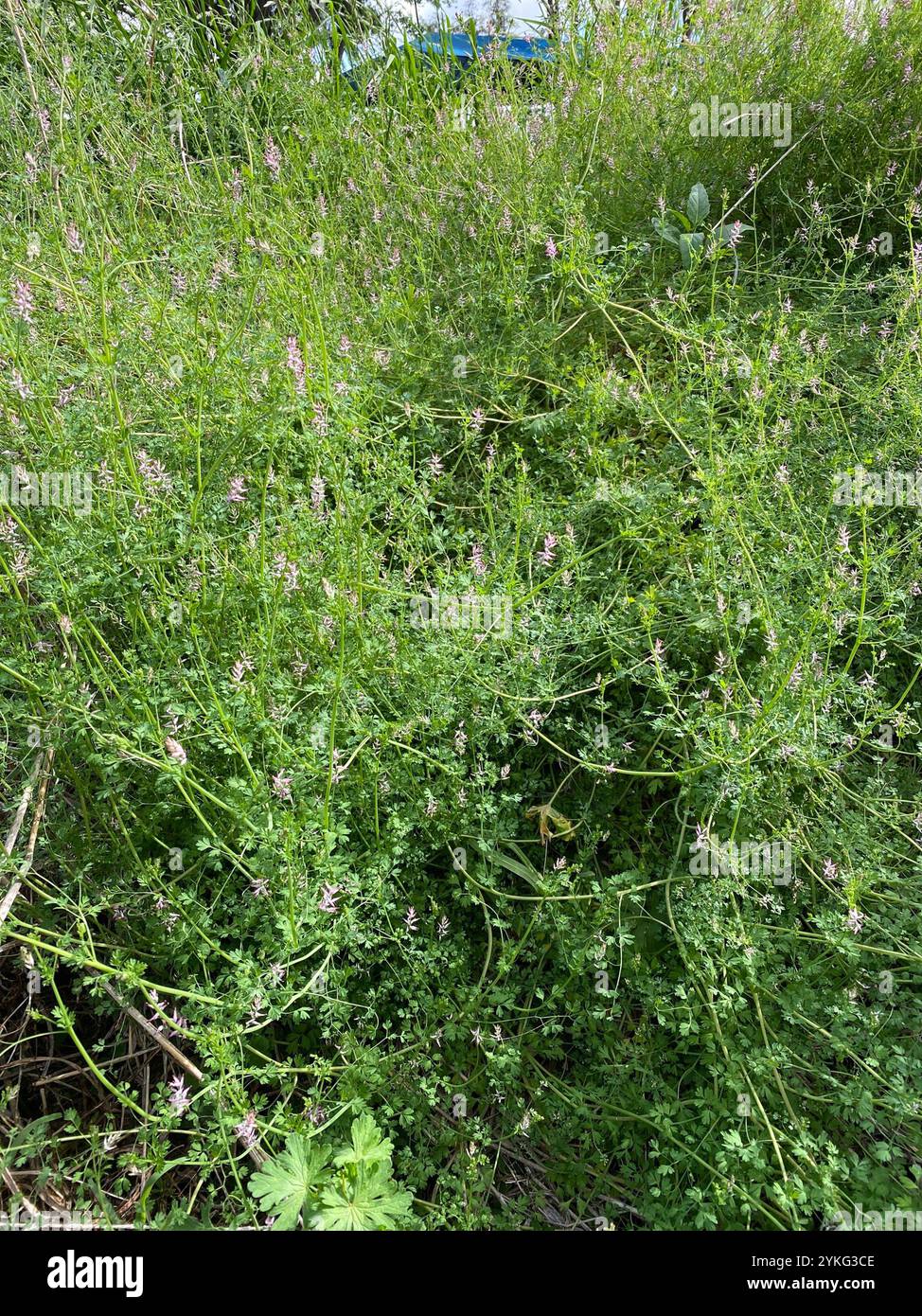 Common ramping fumitory hi-res stock photography and images - Alamy