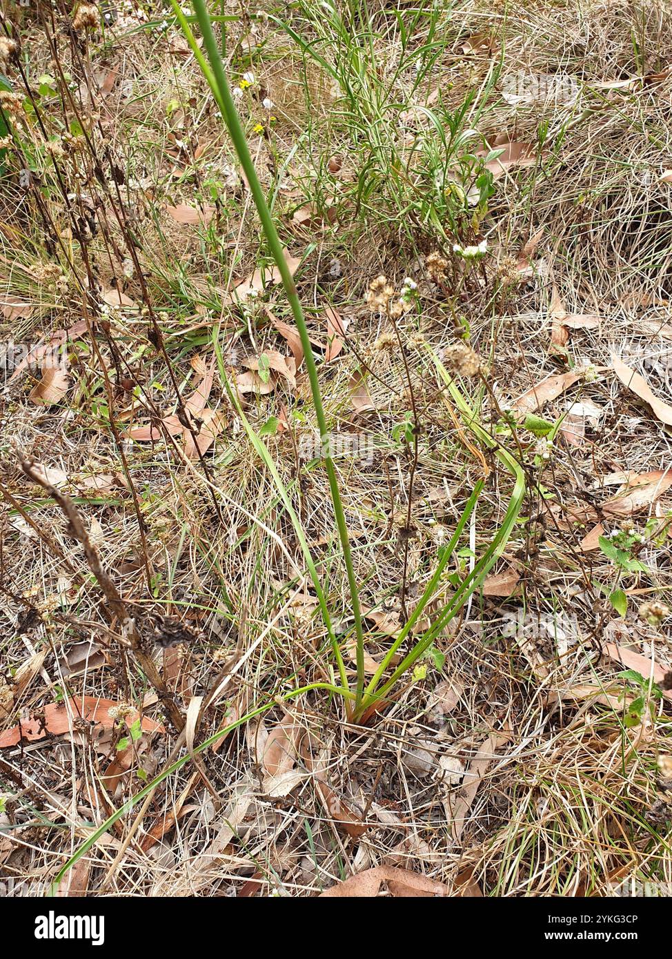 Pale Flax-Lily (Dianella longifolia Stock Photo - Alamy
