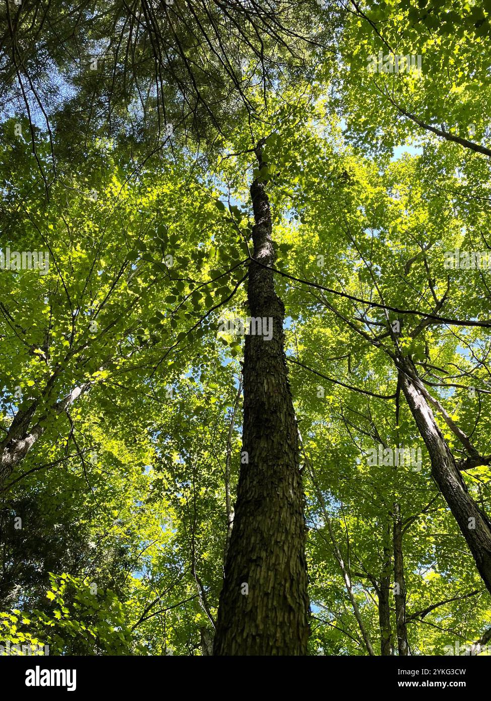 American hophornbeam (Ostrya virginiana Stock Photo - Alamy