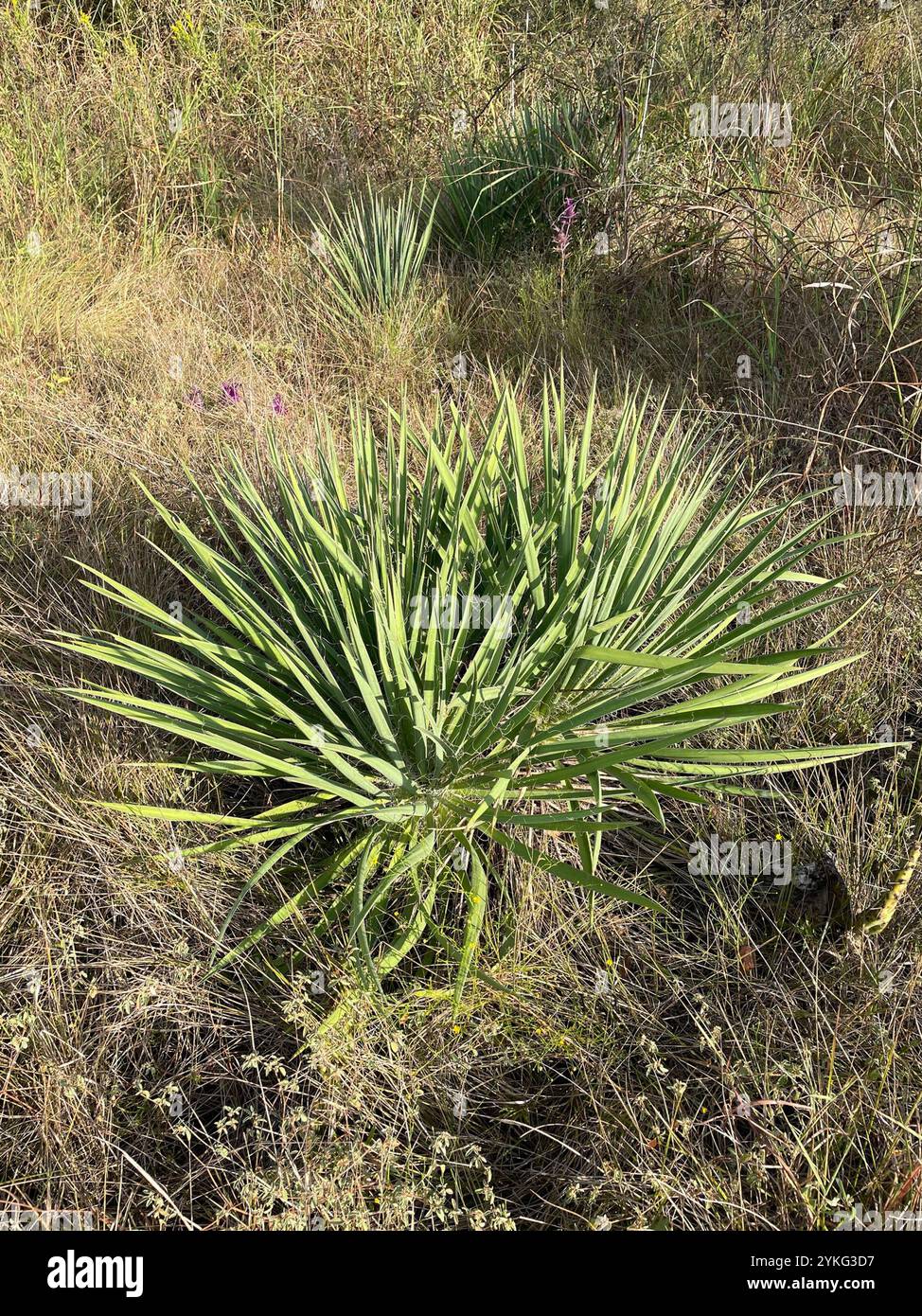 Yucca arkansana hi-res stock photography and images - Alamy