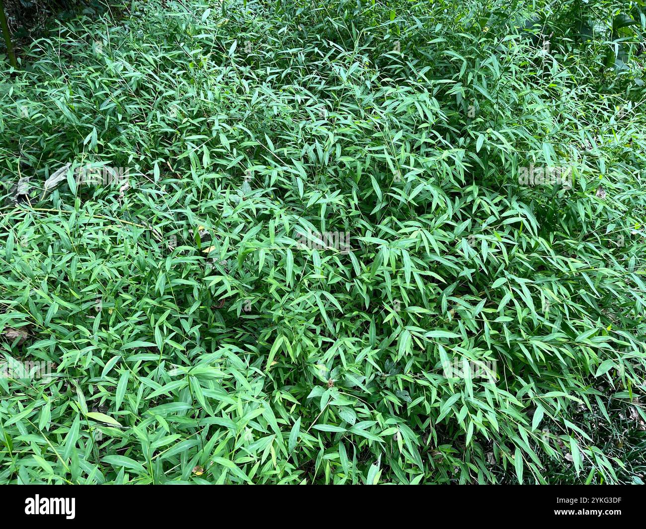 Japanese stiltgrass (Microstegium vimineum Stock Photo - Alamy