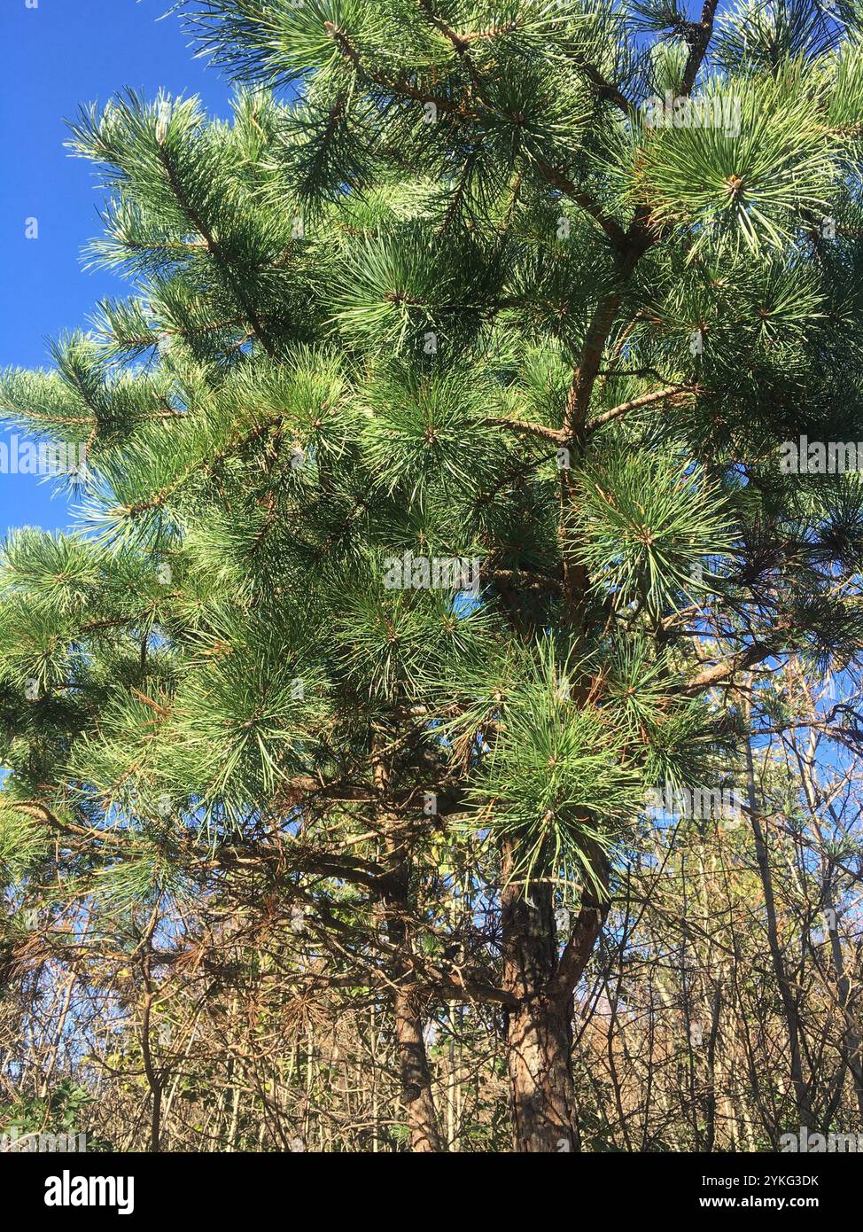 pitch pine (Pinus rigida Stock Photo - Alamy