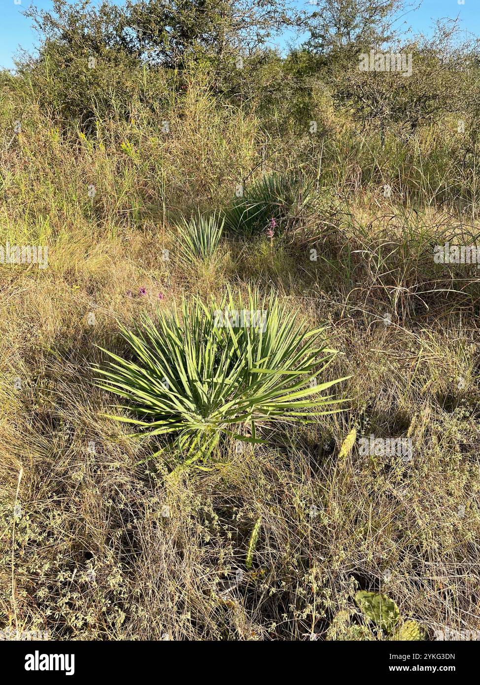 Yucca arkansana hi-res stock photography and images - Alamy