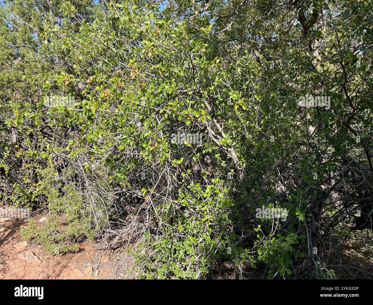 single-leaf ash (Fraxinus anomala Stock Photo - Alamy