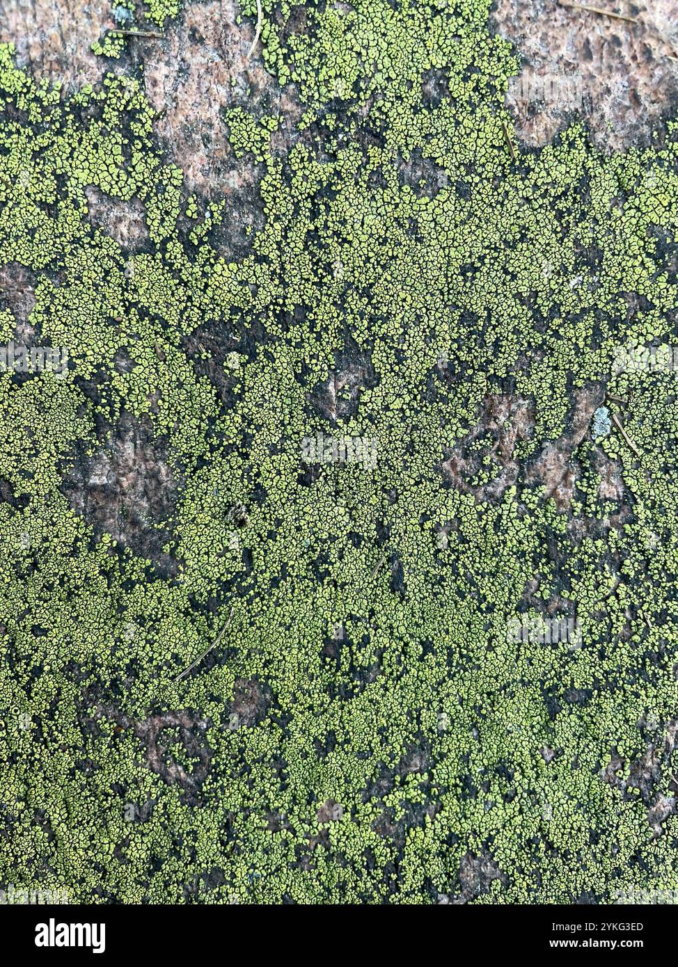 yellow map lichen (Rhizocarpon geographicum Stock Photo - Alamy