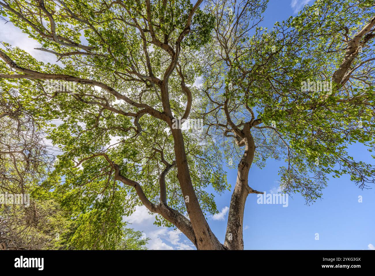 Looking up at the lush green foliage of poisonous Manchineel trees in ...