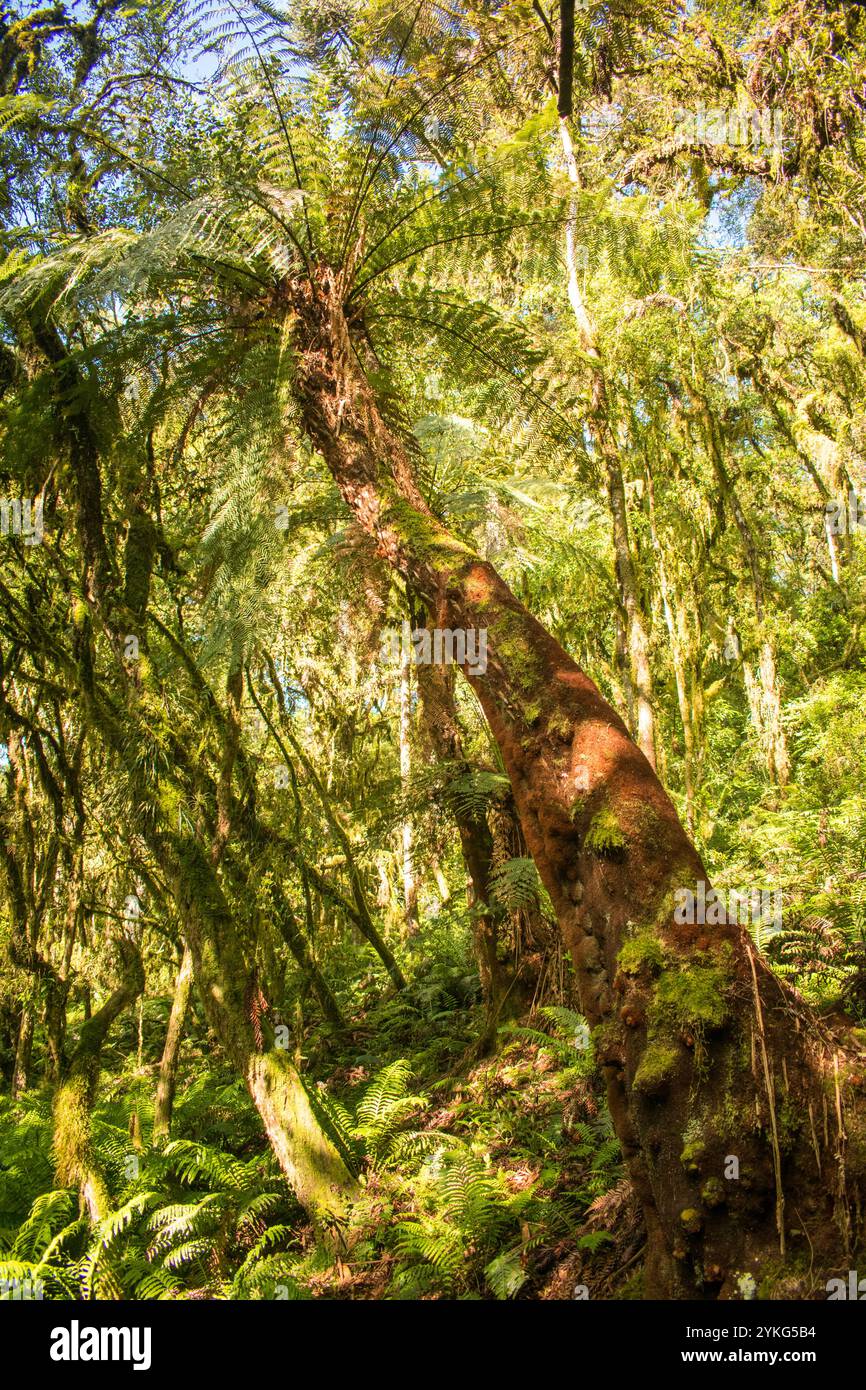 Big Dicksonia sellowiana (Xaxim) inside an Araucaria moist forest ...