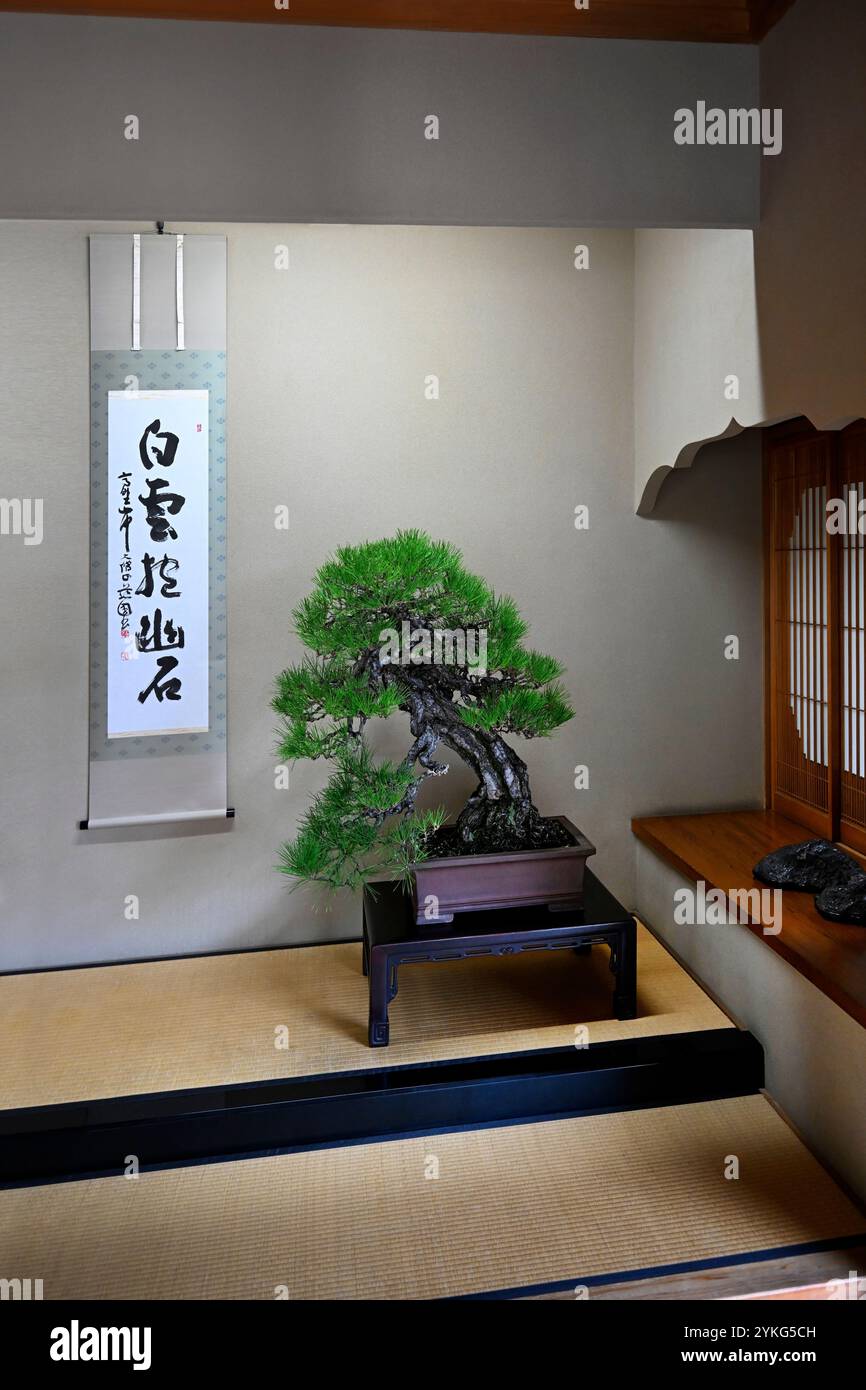 Bonsai Museum Tokyo Stock Photo - Alamy