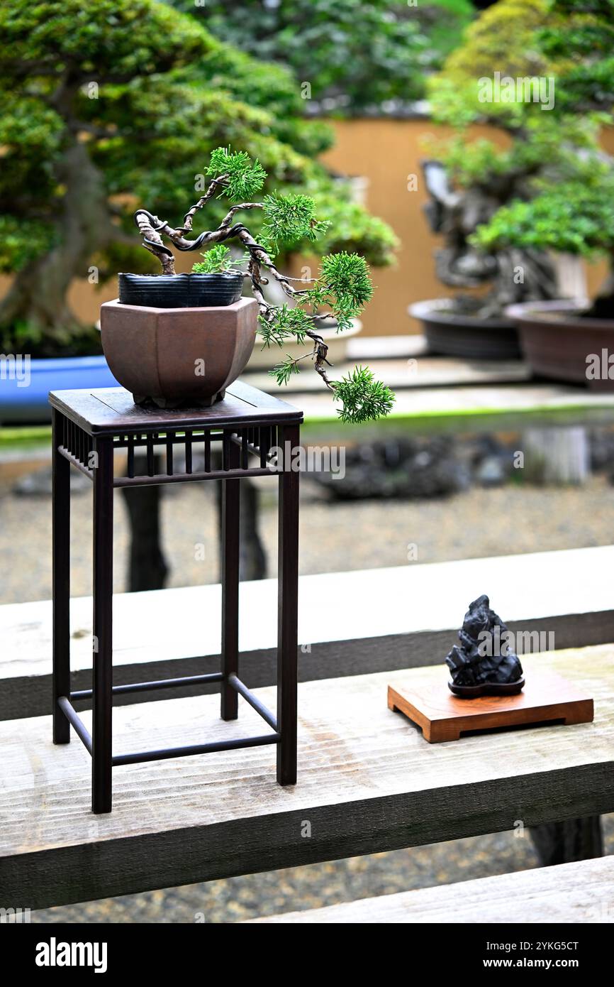 Bonsai Museum Tokyo Stock Photo - Alamy
