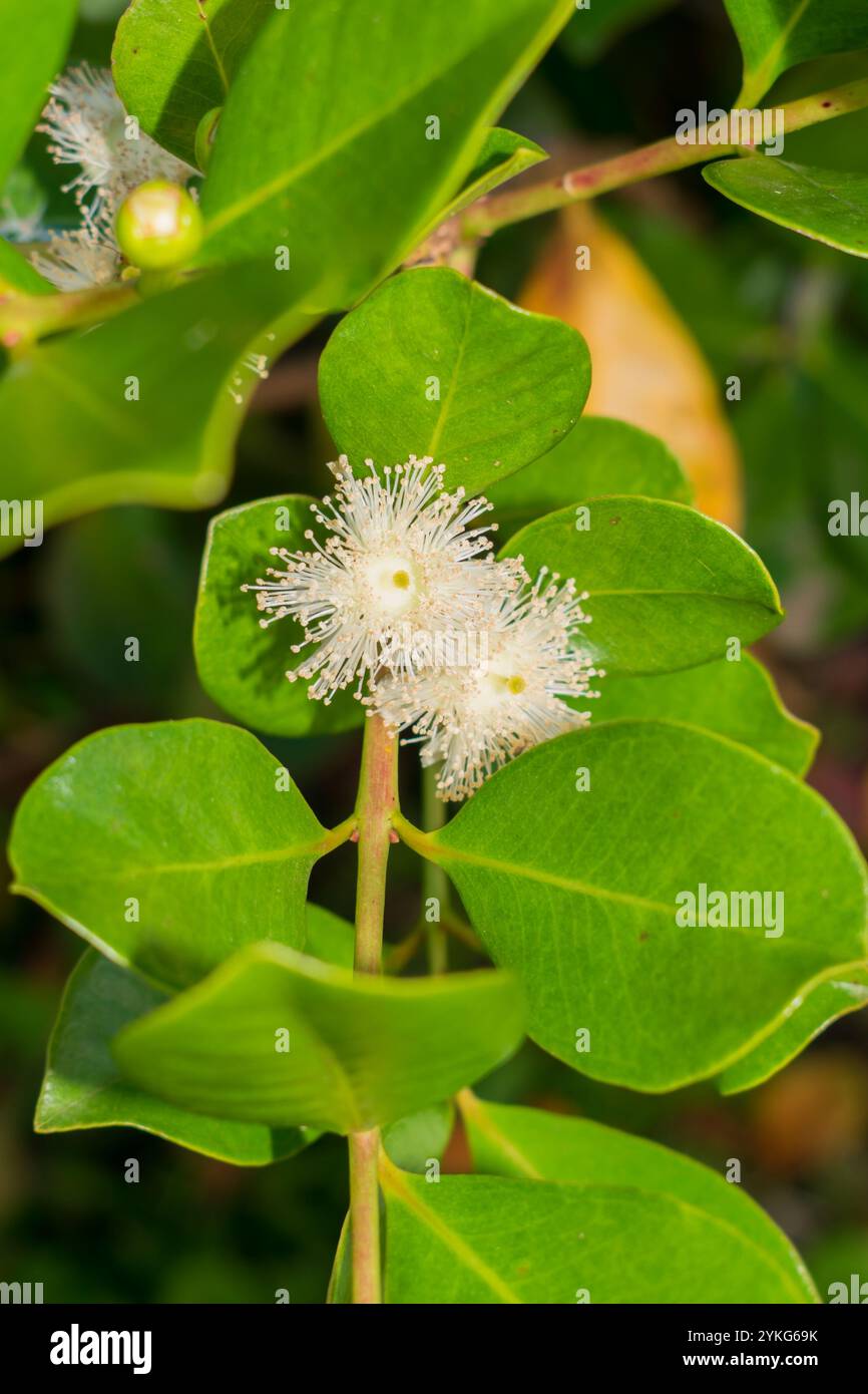 Flowers of the Strawberry Guava (Psidium cattleianum) in Sao Francisco ...