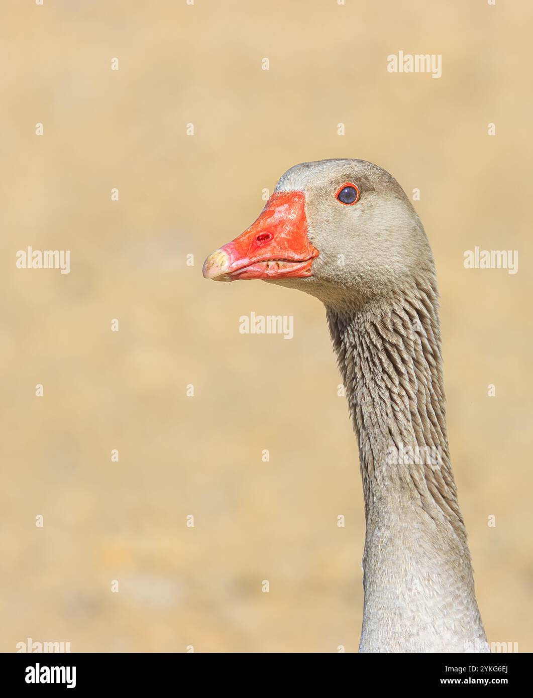 Ganso domestico hi-res stock photography and images - Alamy