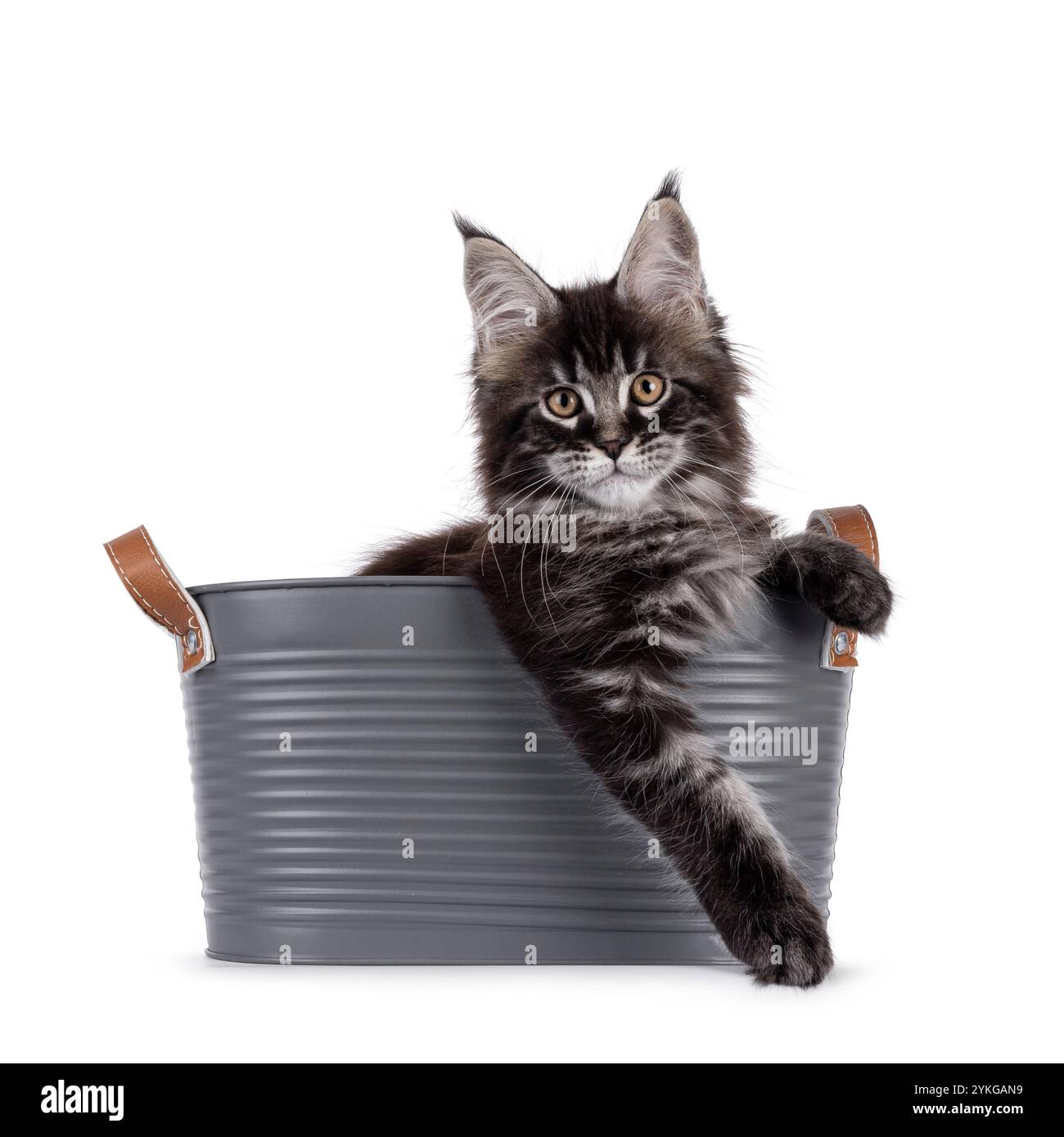 Black tabby Maine Coon cat kitten, sitting in metal bucket with paws ...