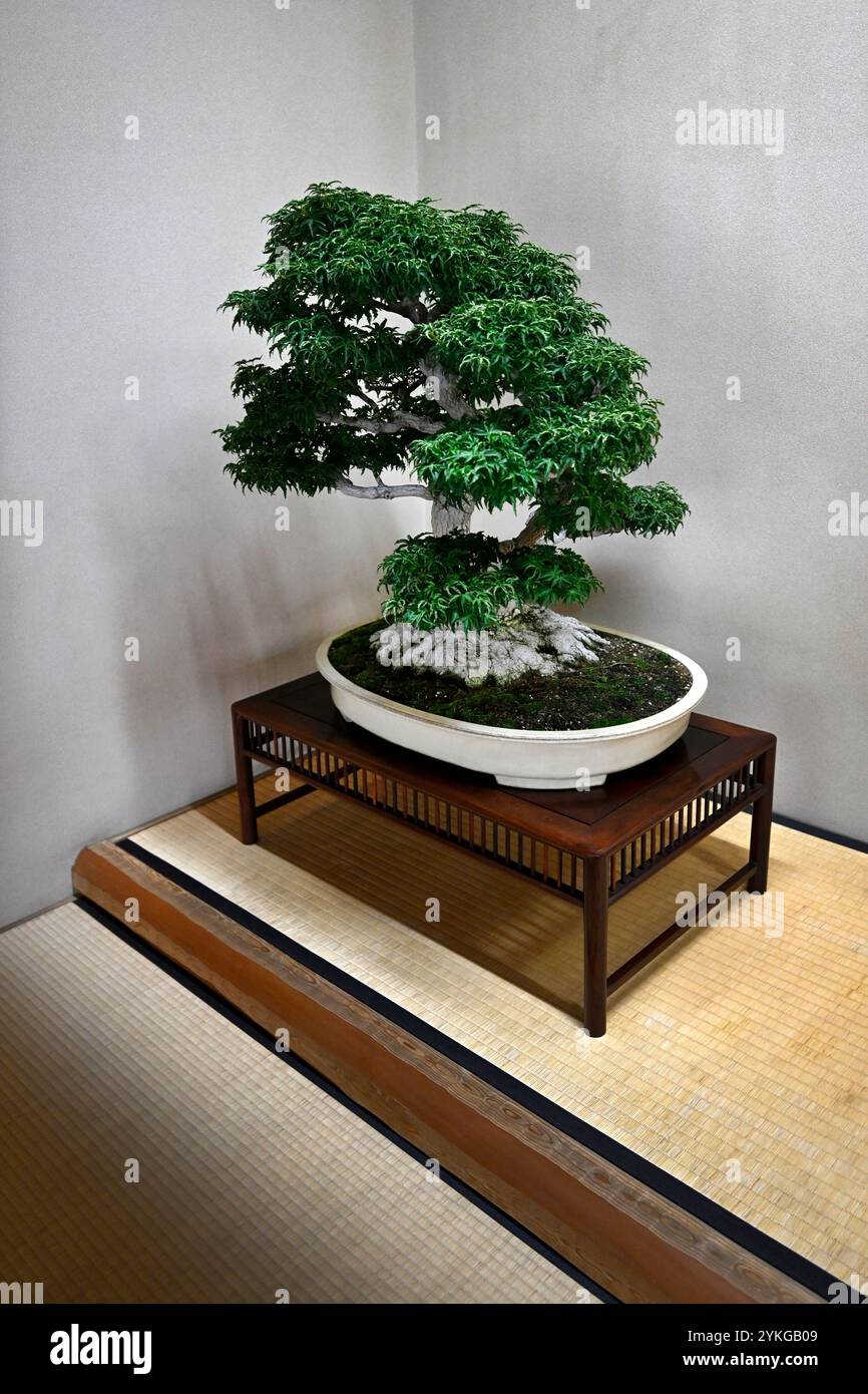 Bonsai Museum Tokyo Stock Photo - Alamy