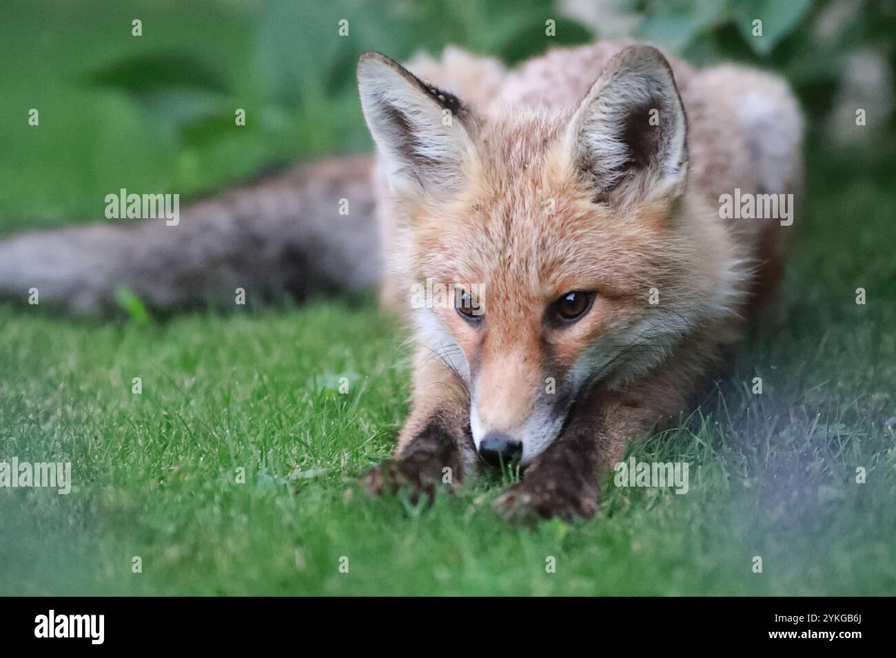 Young fox/cub lying in the grass Stock Photo - Alamy