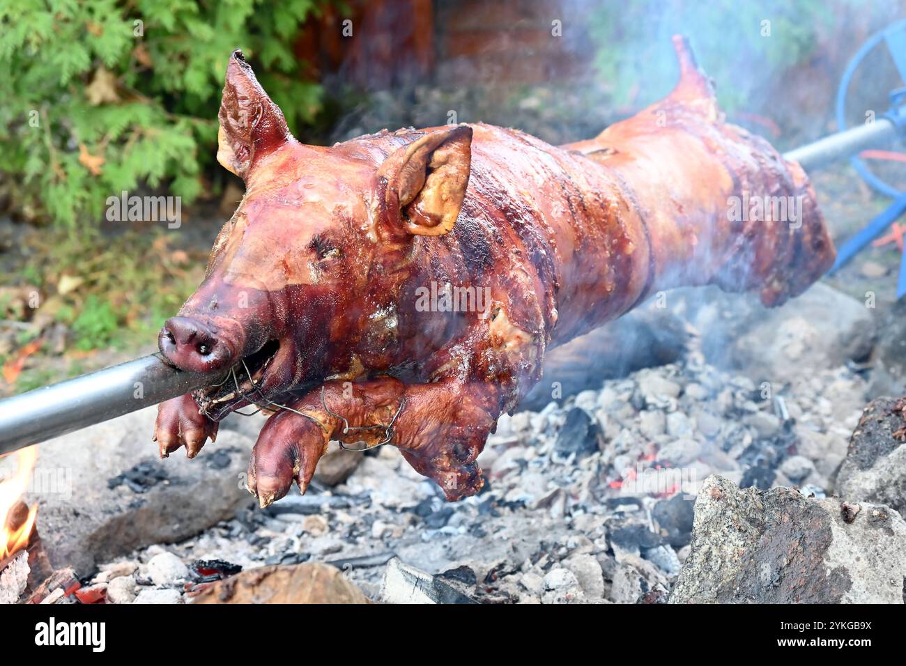 Traditional whole pig roast on outdoor spit, in Slovakia, Central ...