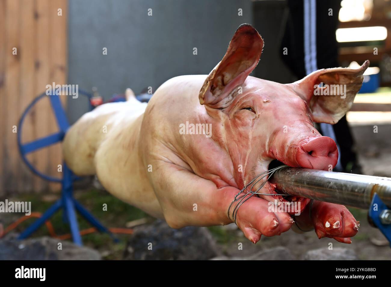 Traditional whole pig roast on outdoor spit, in Slovakia, Central ...