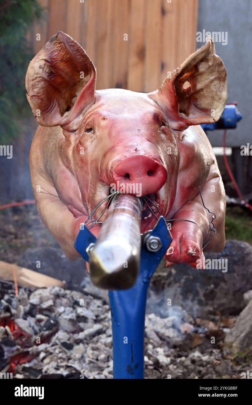 Traditional whole pig roast on outdoor spit, in Slovakia, Central ...