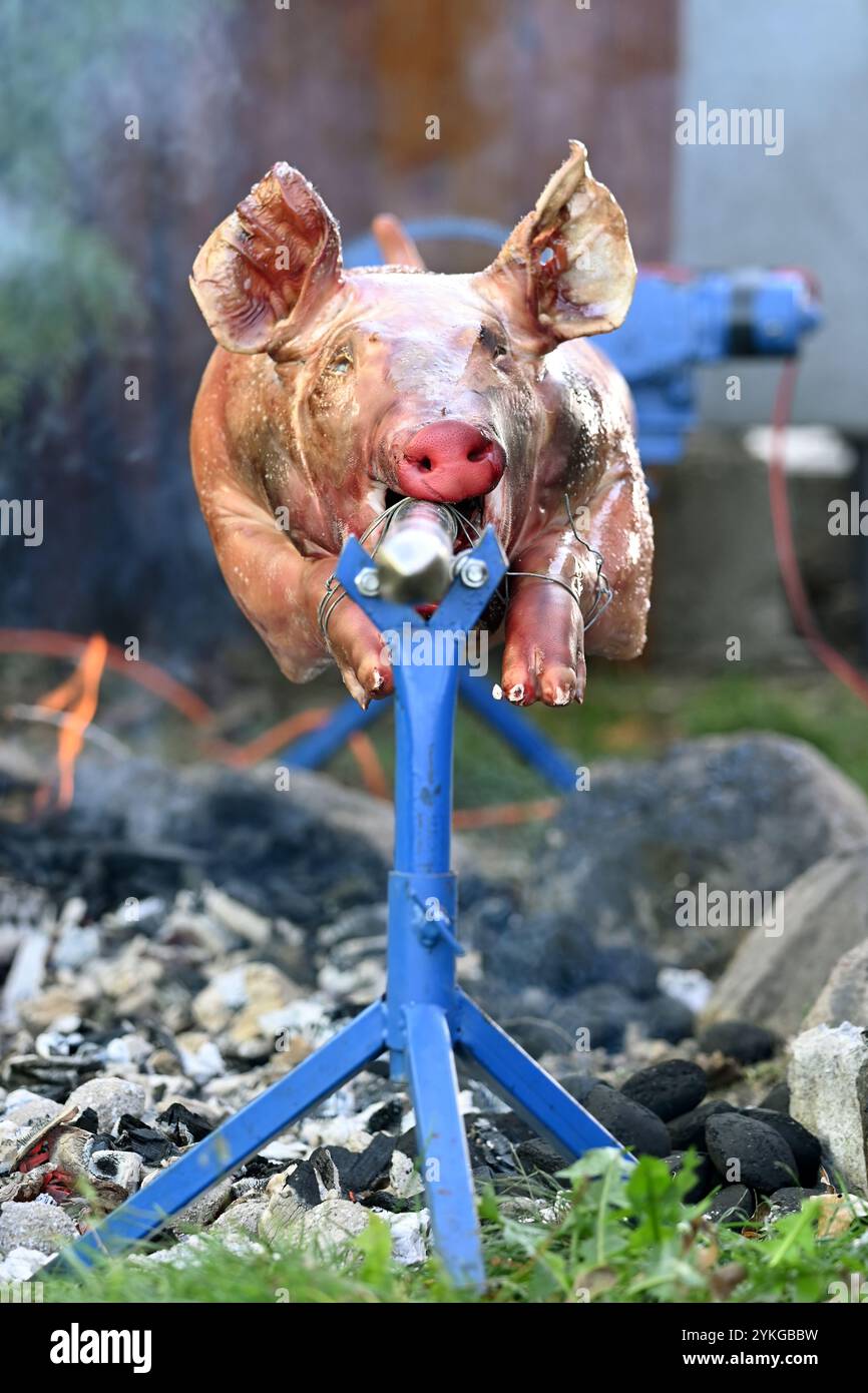 Traditional whole pig roast on outdoor spit, in Slovakia, Central ...