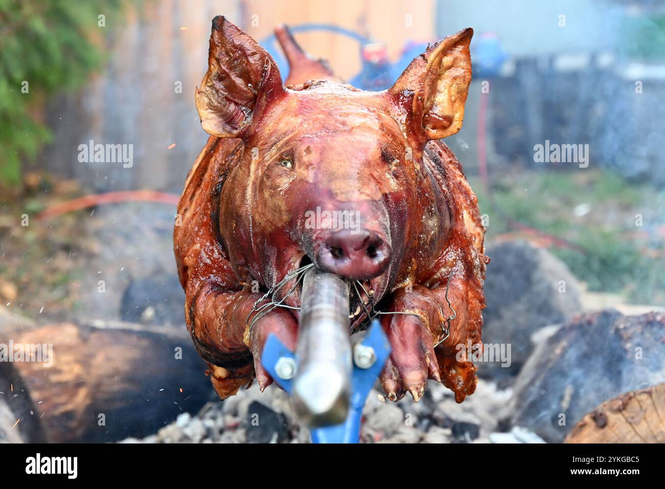 Traditional whole pig roast on outdoor spit, in Slovakia, Central ...