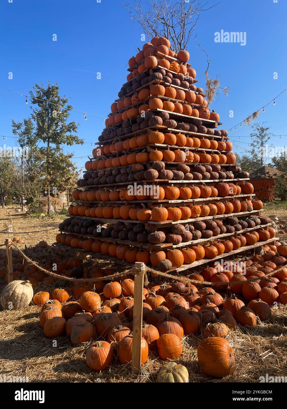 Nonno Andrea, Villorba, Pumpkin patch Stock Photo - Alamy