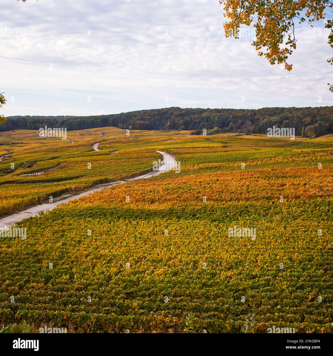 Fall leaves and champagne hi-res stock photography and images - Alamy