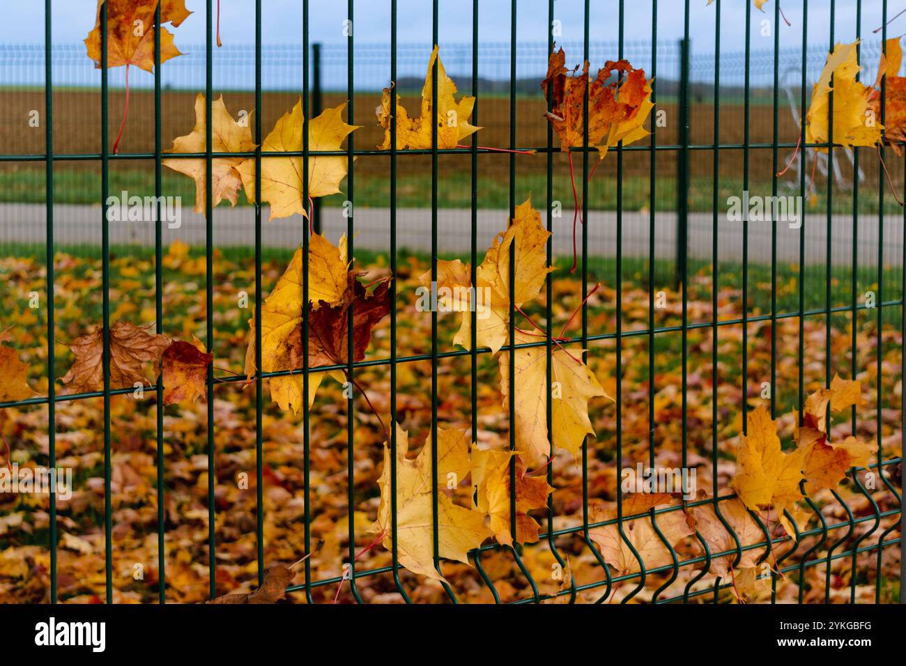 Autumn leaves outdoors, fall foliage, tree and vibrant colors Stock ...