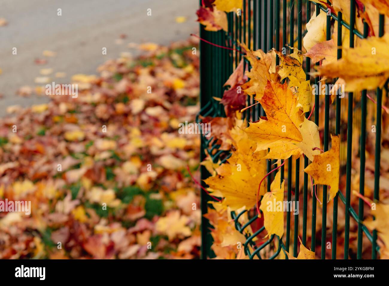 Autumn leaves outdoors, fall foliage, tree and vibrant colors Stock ...