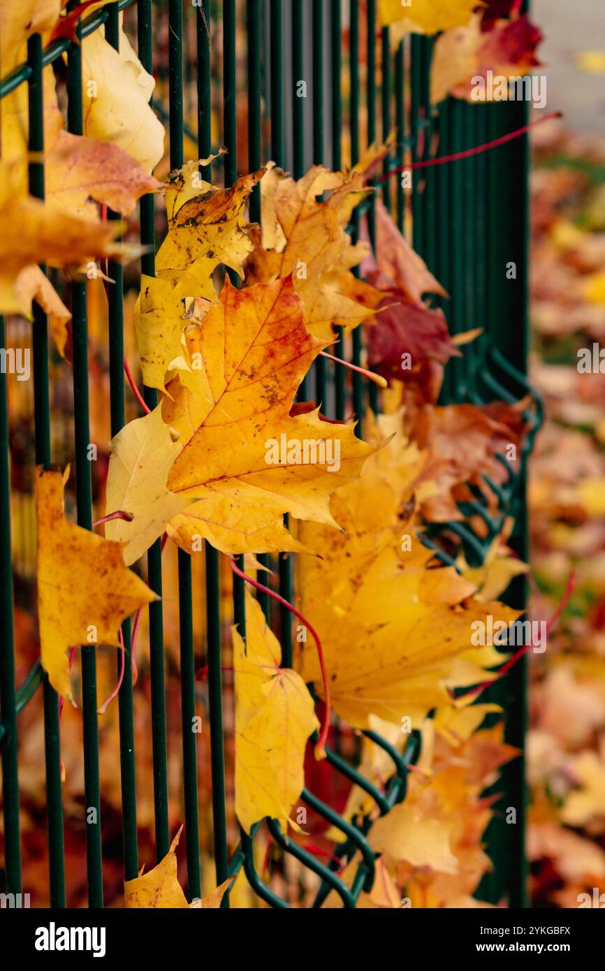 Autumn leaves outdoors, fall foliage, tree and vibrant colors Stock ...