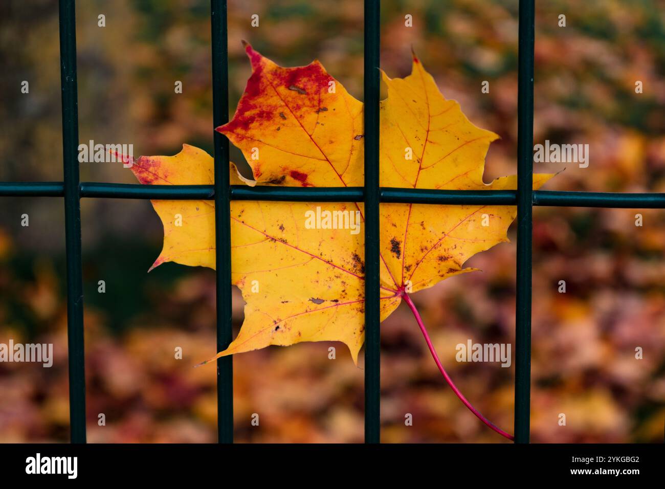 Autumn leaves outdoors, fall foliage, tree and vibrant colors Stock ...