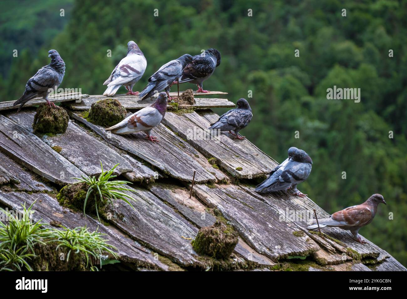 View of Pigeons sitting on a rooftop in the countryside of Vietnam ...