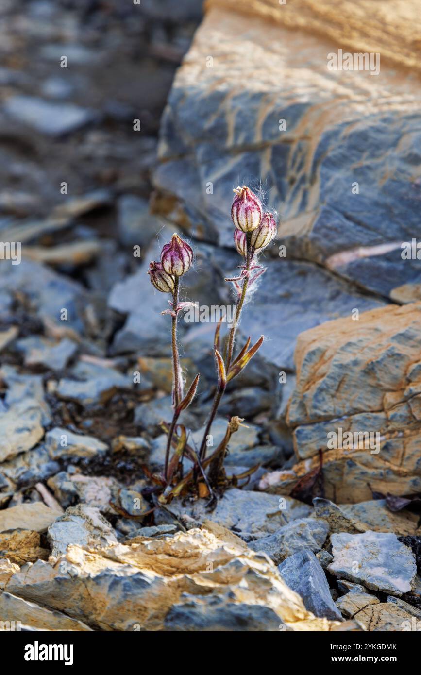 Arctic bladder campion, Silene involucrata, also known as Melandrium. A ...