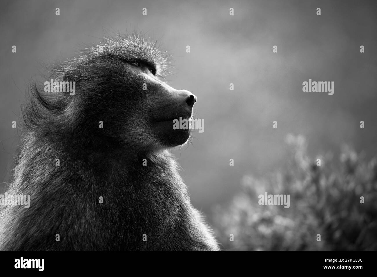 Baboon portrait in black & white Stock Photo - Alamy