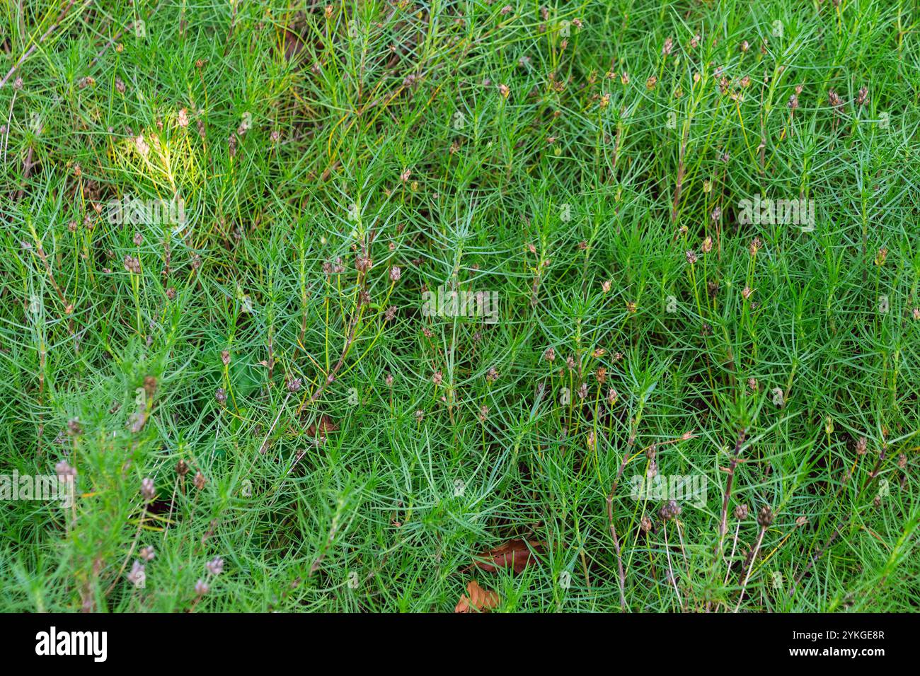 Plantago sempervirens. the evergreen plantain. subshrub in the family ...