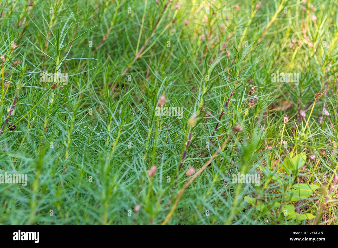 Plantago sempervirens. the evergreen plantain. subshrub in the family ...