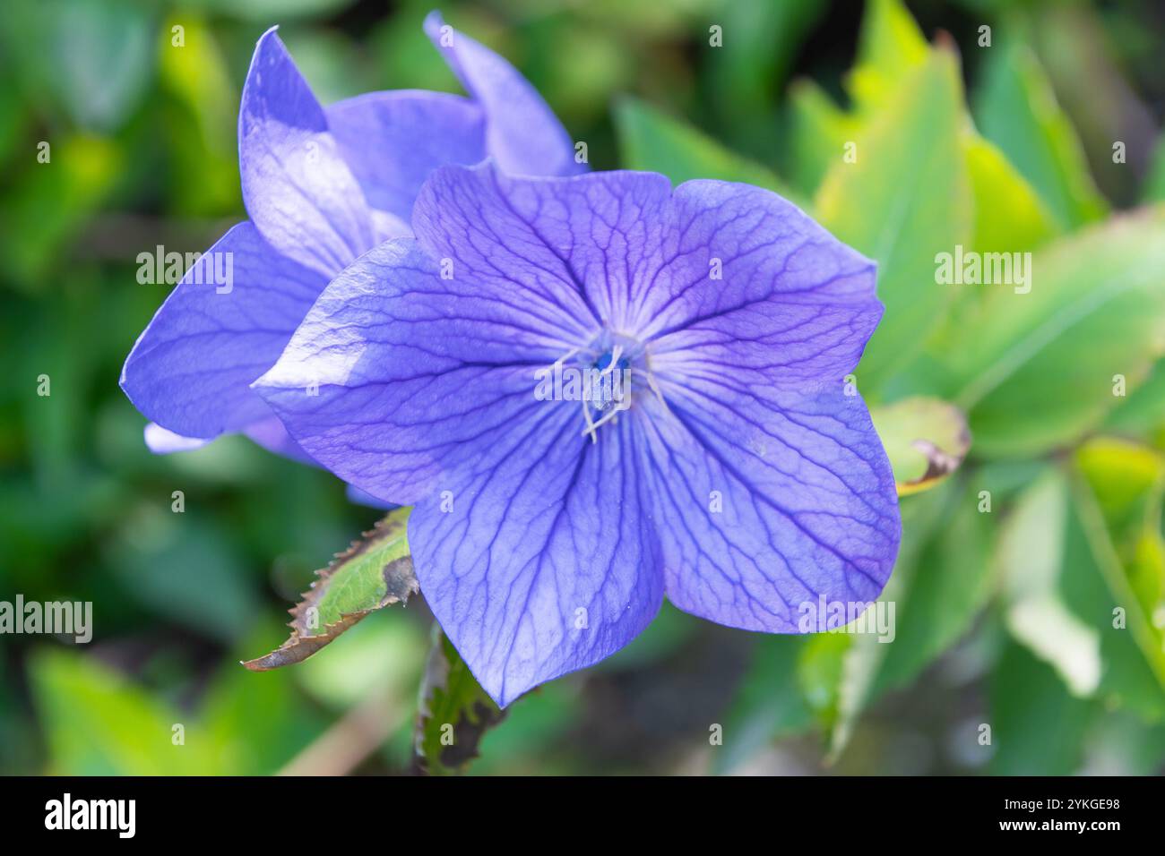 Beautiful blue flowers Platycodon grandiflorus, close-up. balloon ...