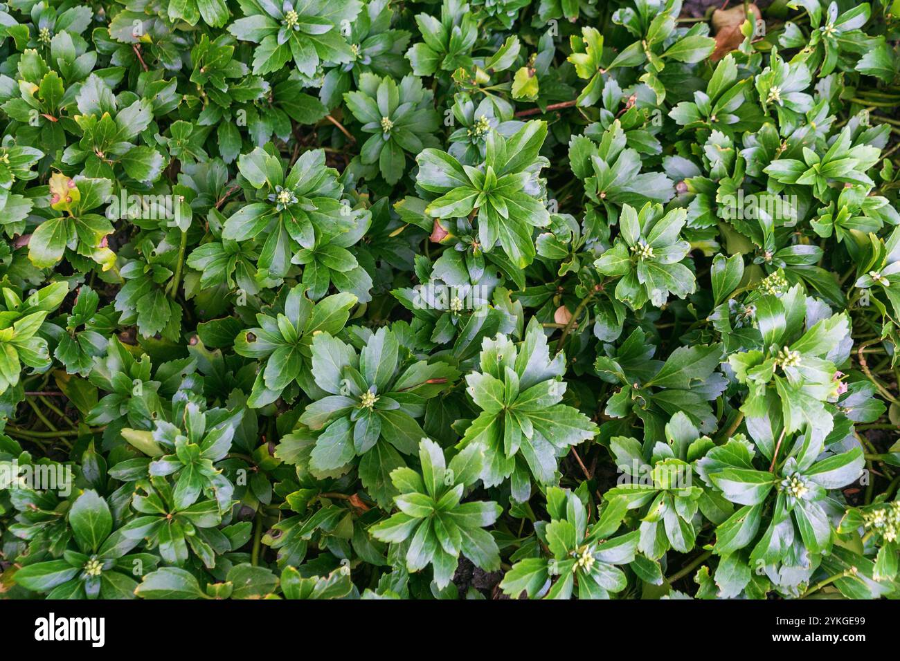 Pachysandra terminalis, the Japanese pachysandra, carpet box, Japanese ...