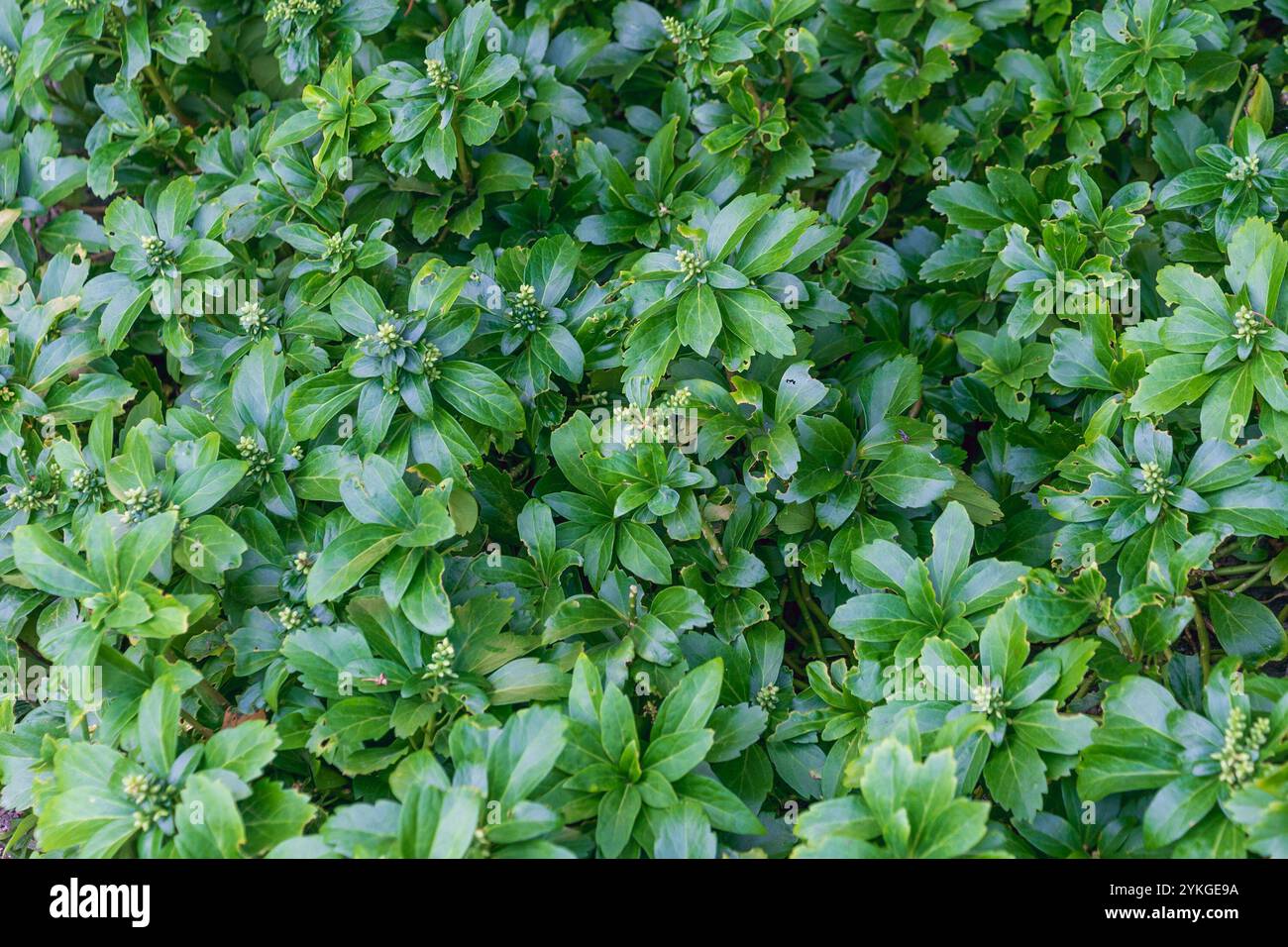 Pachysandra terminalis, the Japanese pachysandra, carpet box, Japanese ...