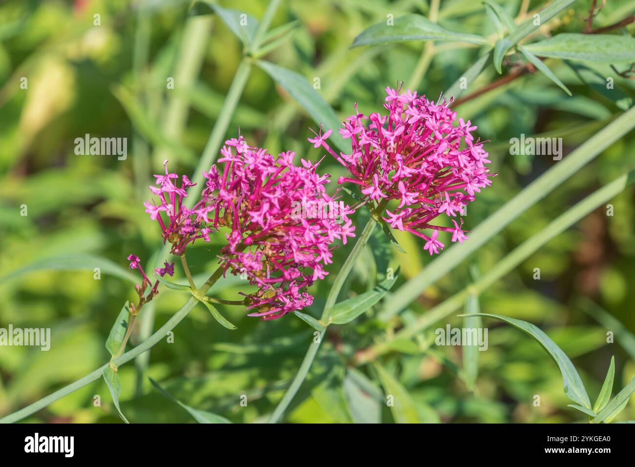 Red valerian valeriana rubra hi-res stock photography and images - Alamy