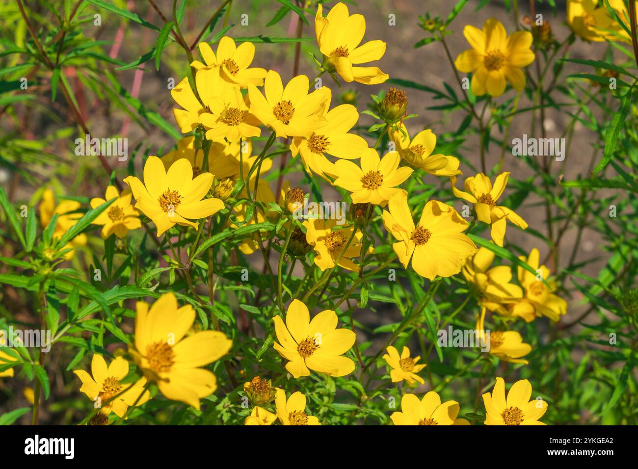 Beautiful yellow flowers of Bidens aristosa. bearded beggarticks ...