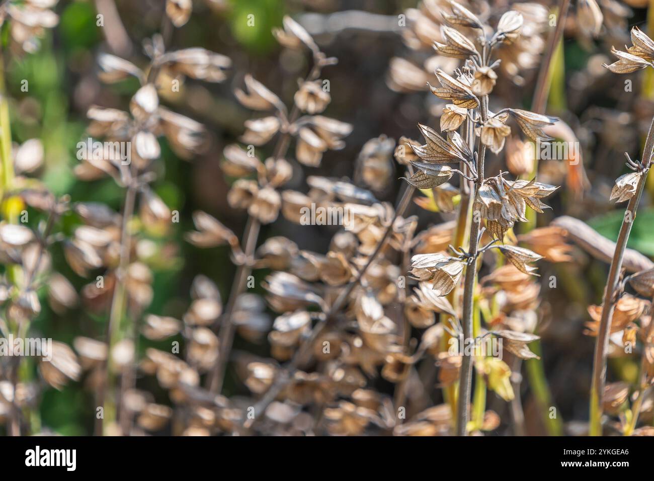 Dried flowers of Salvia officinalis. the common sage. a perennial ...