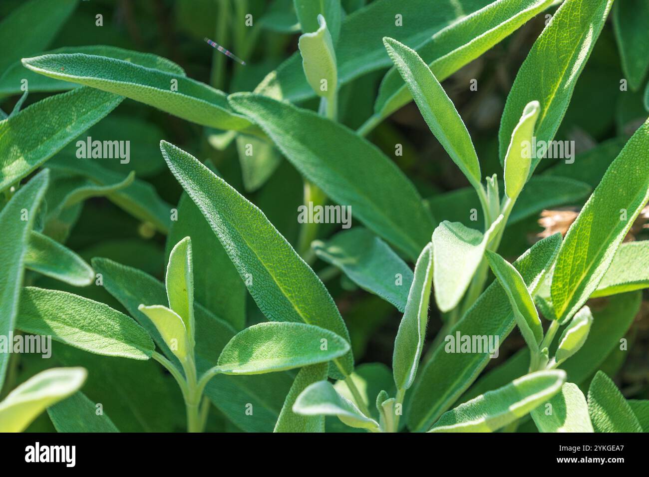 Green leaves of Salvia officinalis. the common sage. a perennial ...