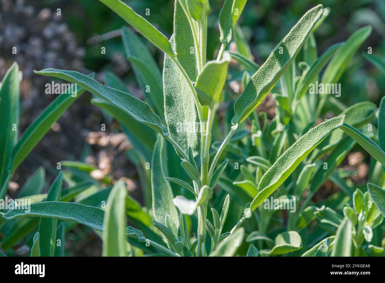 Green leaves of Salvia officinalis. the common sage. a perennial ...