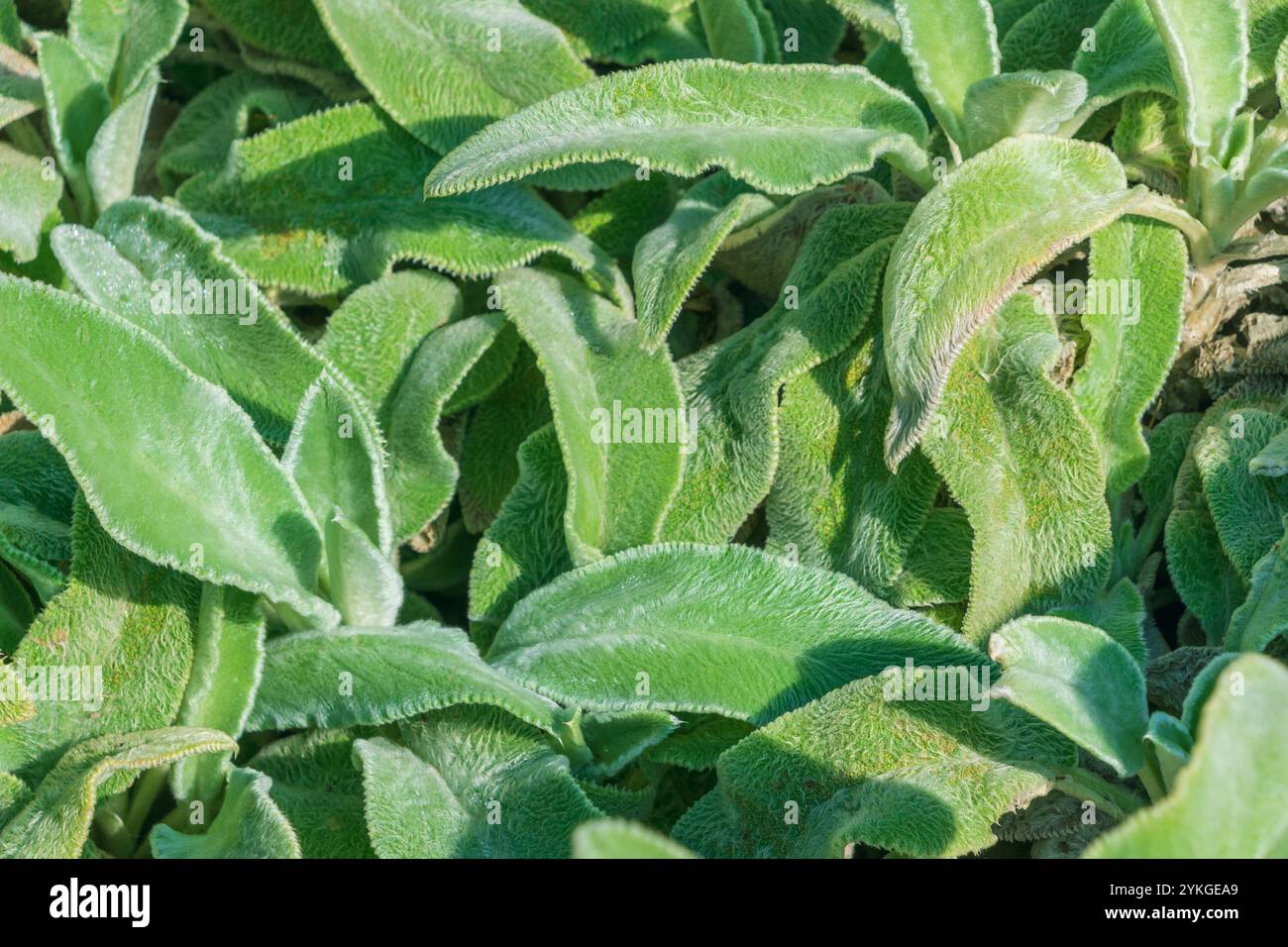 Green leaves of Salvia officinalis. the common sage. a perennial ...