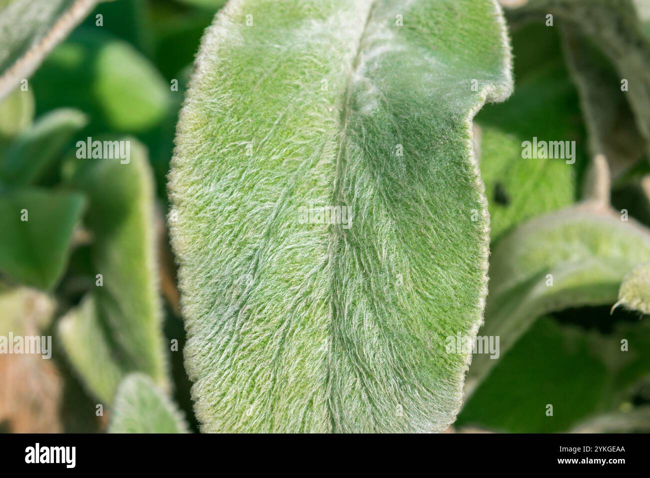 Green leaves of Salvia officinalis. the common sage. a perennial ...