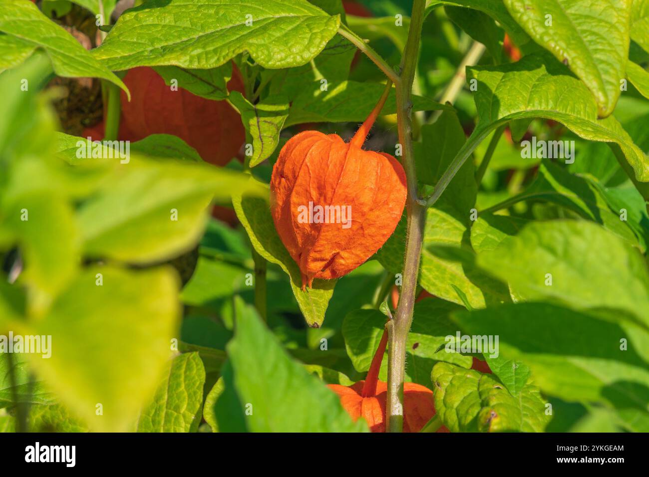 Alkekengi officinarum fruit with the red husk. the bladder cherry ...