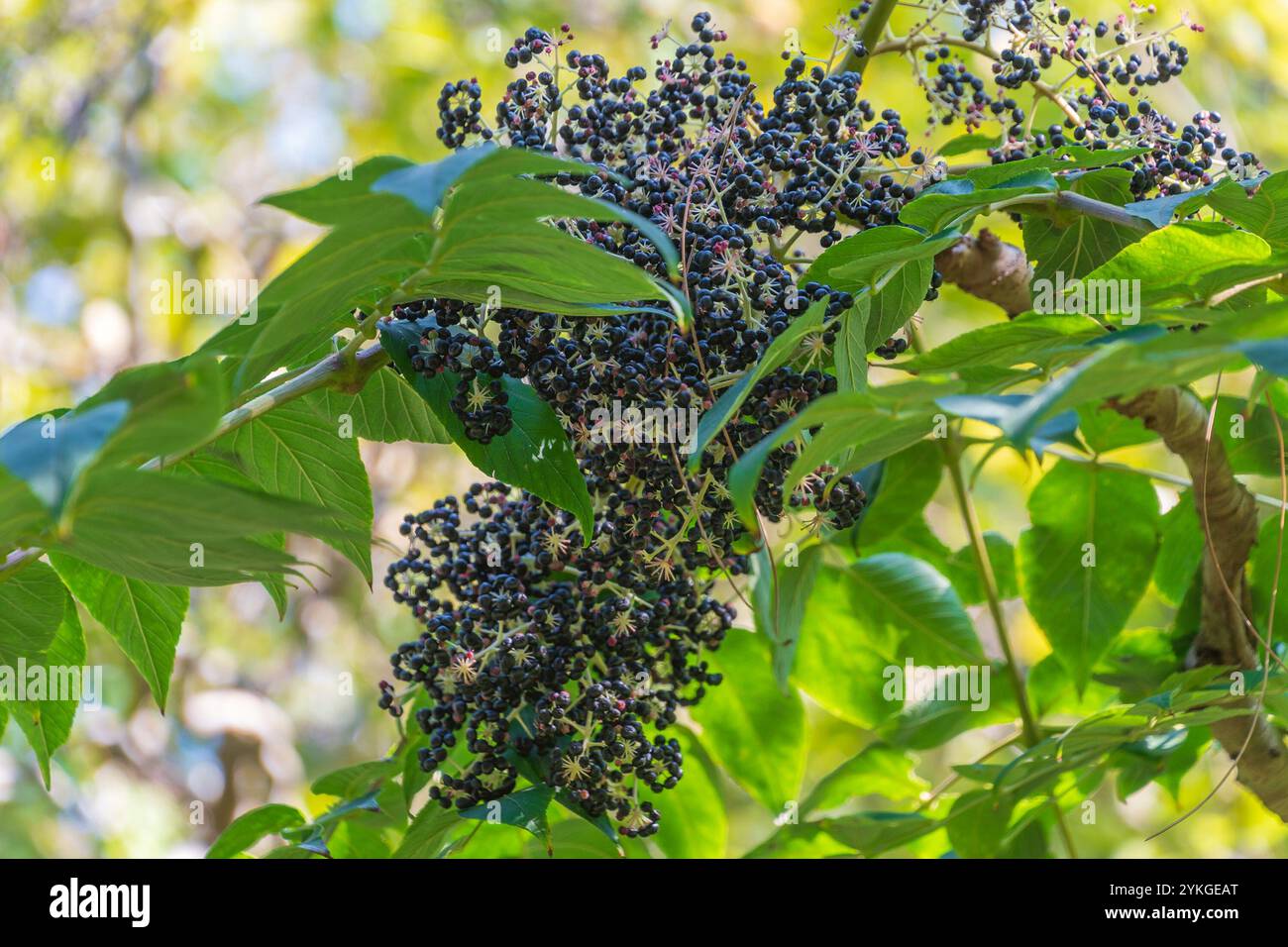 Black berries of Aralia elata. the Japanese angelica tree, Chinese ...