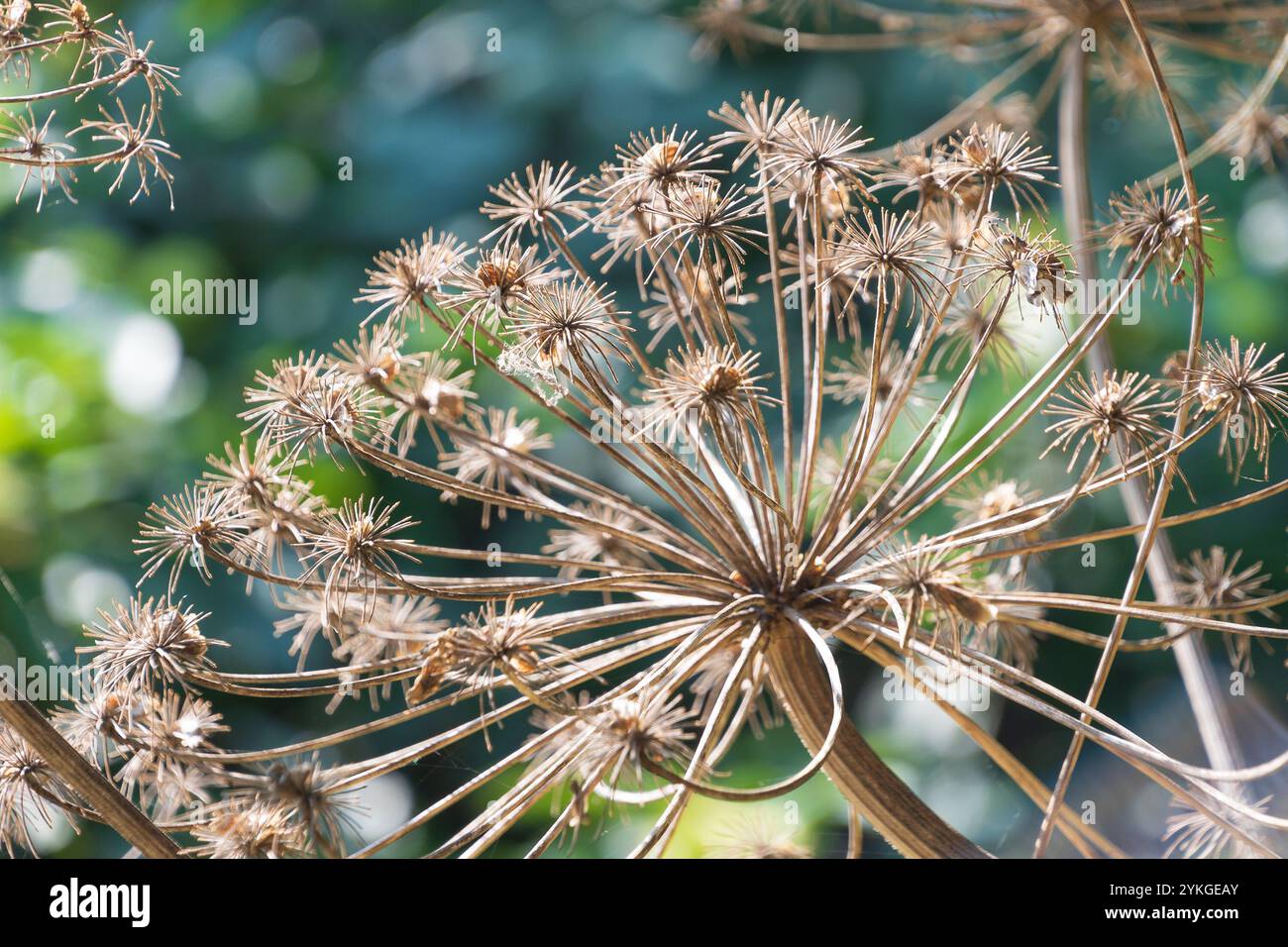 Giant hogweed heracleum mantegazzianum flower hi-res stock photography ...